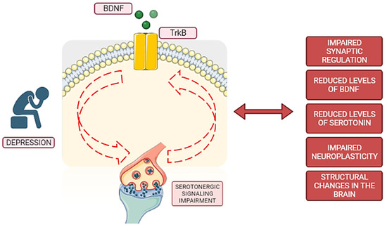 BDNF Unveiled: Exploring Its Role in Major Depression Disorder ...