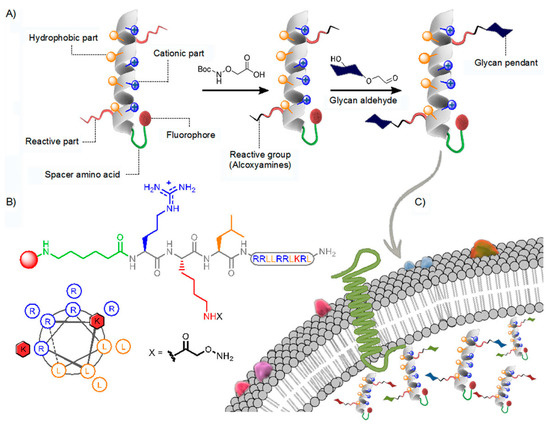 Recent Advances of Cell-Penetrating Peptides and Their Application as ...