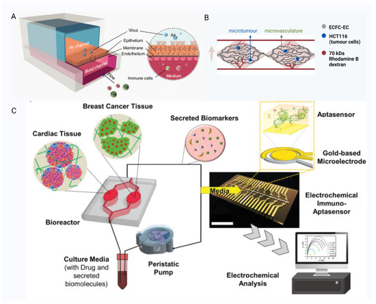 Development of Organs-on-Chips and Their Impact on Precision Medicine ...