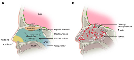 Optimizing Absorption for Intranasal Delivery of Drugs Targeting the ...