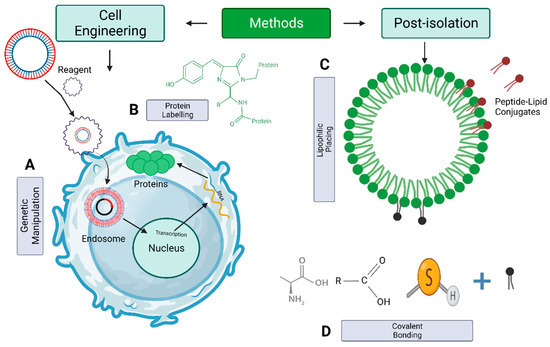 Engineered Extracellular Vesicles for Drug Delivery in Therapy of Stroke