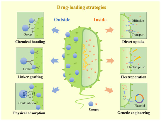 Bacterial Drug Delivery Systems for Cancer Therapy: “Why” and “How”