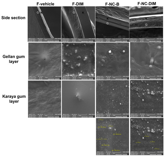 Karaya/Gellan-Gum-Based Bilayer Films Containing 3,3′-Diindolylmethane ...