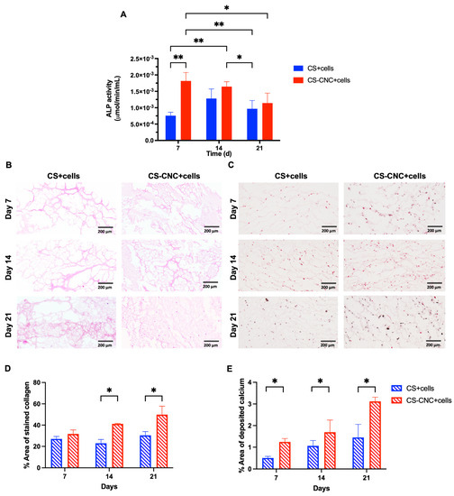 Injectable pH and Thermo-Responsive Hydrogel Scaffold with Enhanced Osteogenic Differentiation ...