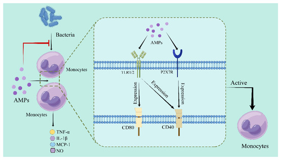 The Contribution of Antimicrobial Peptides to Immune Cell Function: A ...