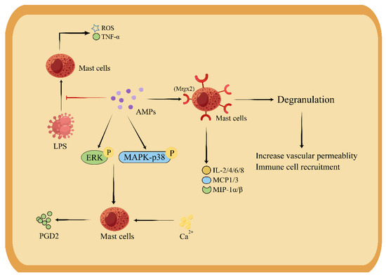 The Contribution of Antimicrobial Peptides to Immune Cell Function: A ...