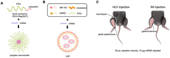 Comprehensive Evaluation of Lipid Nanoparticles and Polyplex ...