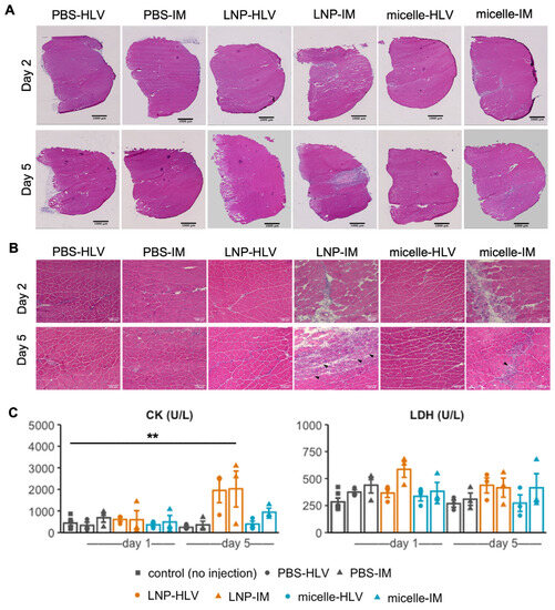 Comprehensive Evaluation of Lipid Nanoparticles and Polyplex ...