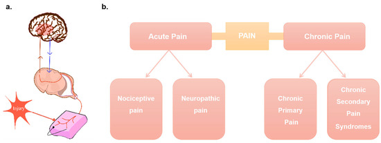 Nanomaterial-Based Drug Delivery Systems for Pain Treatment and Relief ...
