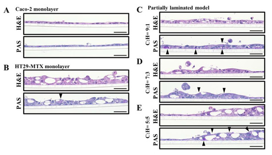 Caco-2 Cell Sheet Partially Laminated with HT29-MTX Cells as a Novel In Vitro Model of Gut ...