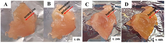 Thermo-Responsive Hydrogels Encapsulating Targeted Core–Shell Nanoparticles as Injectable Drug ...