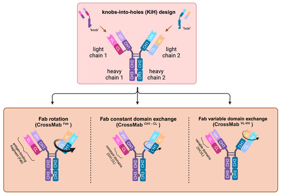 Fc-Engineered Therapeutic Antibodies: Recent Advances and Future Directions