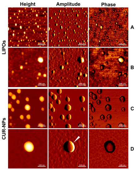 Lipid-Coated Polymeric Nanoparticles for the Photodynamic Therapy of ...