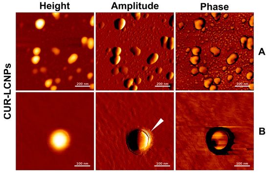 Lipid-Coated Polymeric Nanoparticles for the Photodynamic Therapy of ...