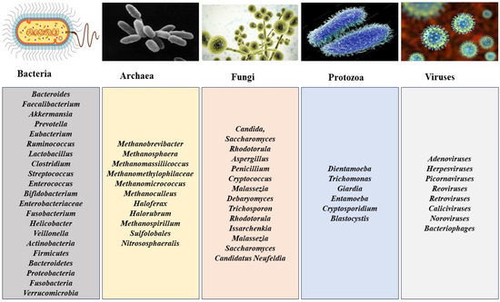 The Role of Bacteriophages in the Gut Microbiota: Implications for ...