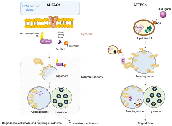 TACkling Cancer by Targeting Selective Protein Degradation