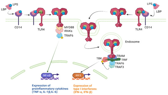 Interplay of Extracellular Vesicles and TLR4 Signaling in Hepatocellular Carcinoma ...
