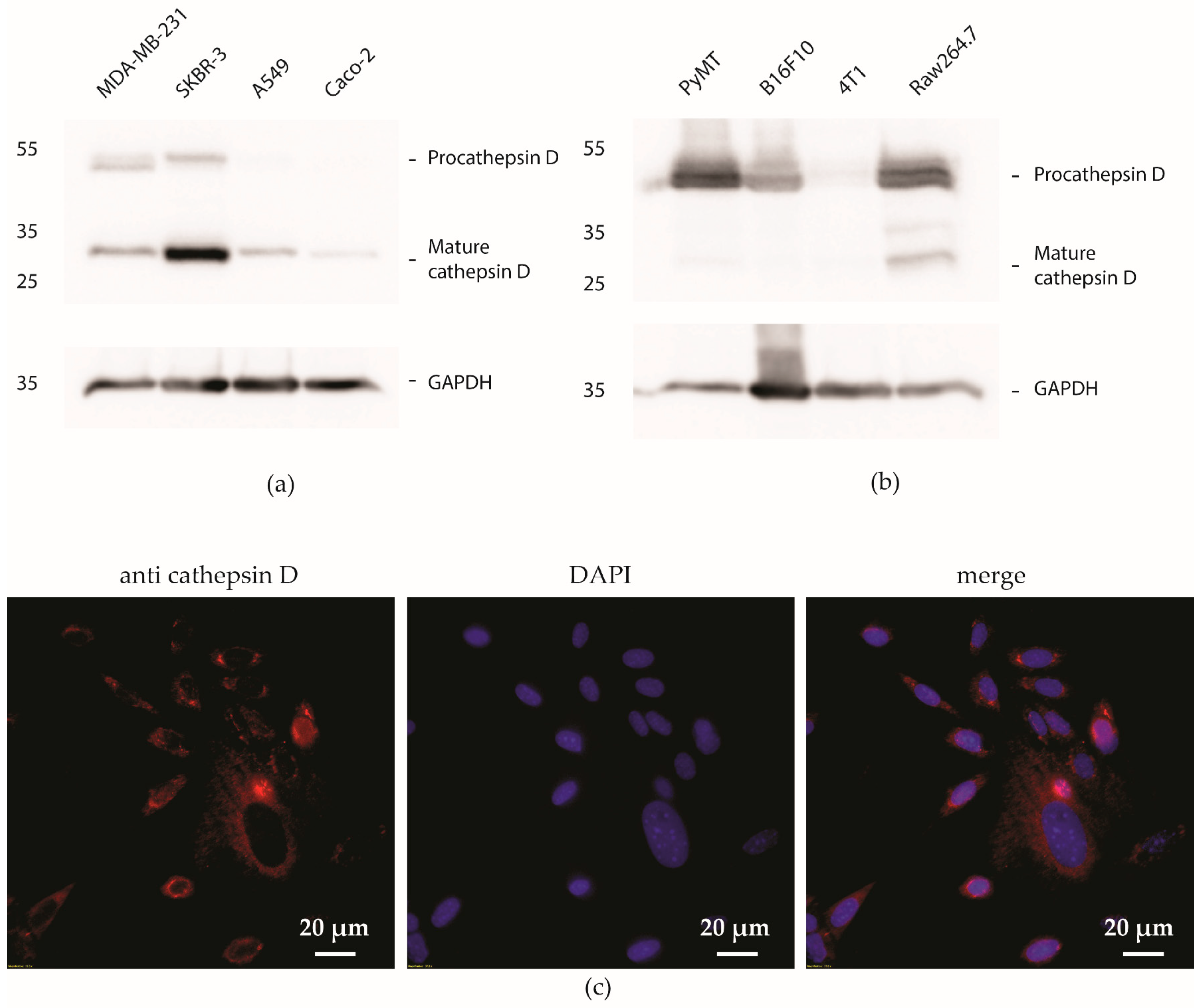 A New Cathepsin D Targeting Drug Delivery System Based on ...