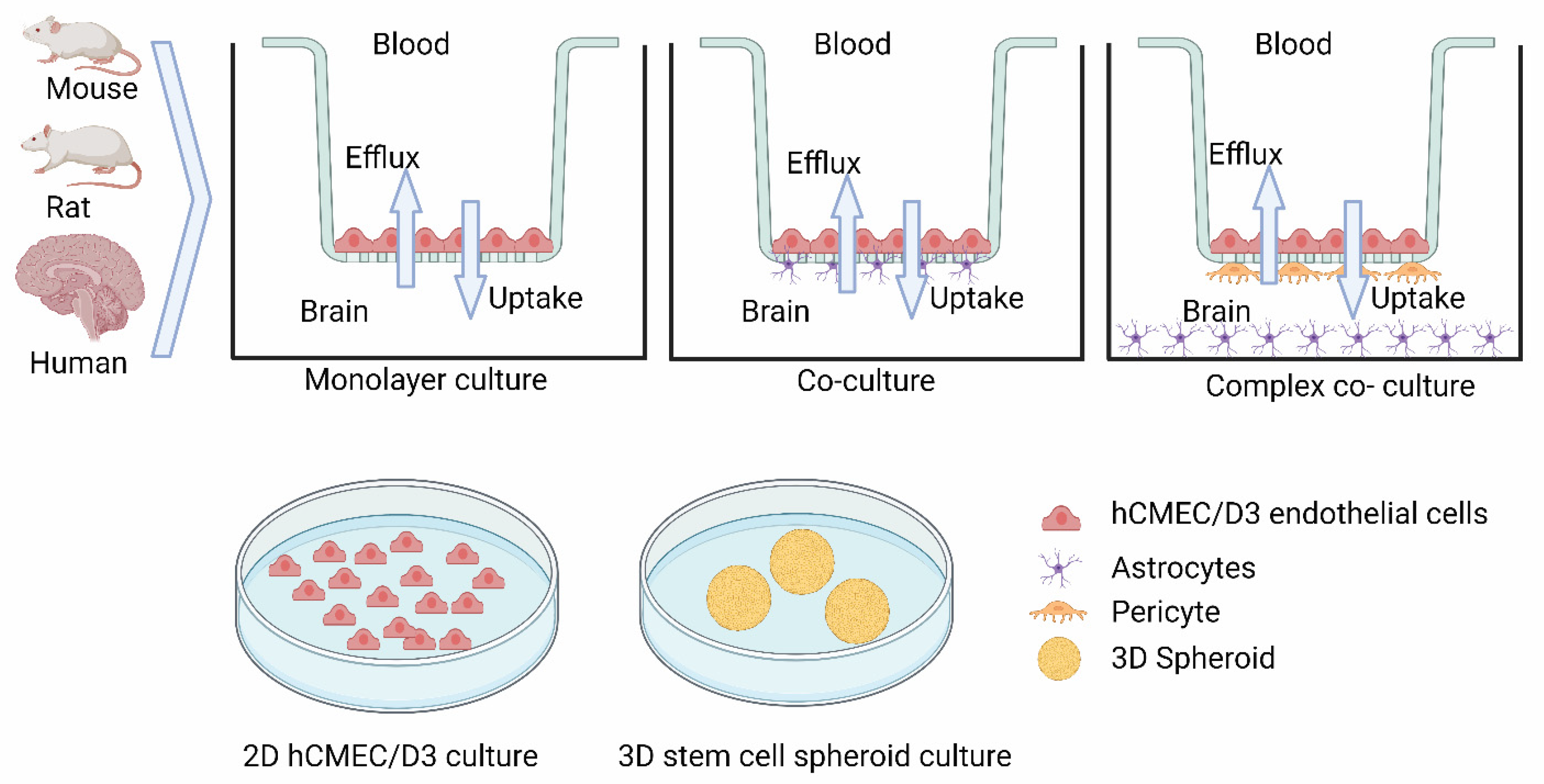 Uptake Transporters at the Blood–Brain Barrier and Their Role in Brain ...