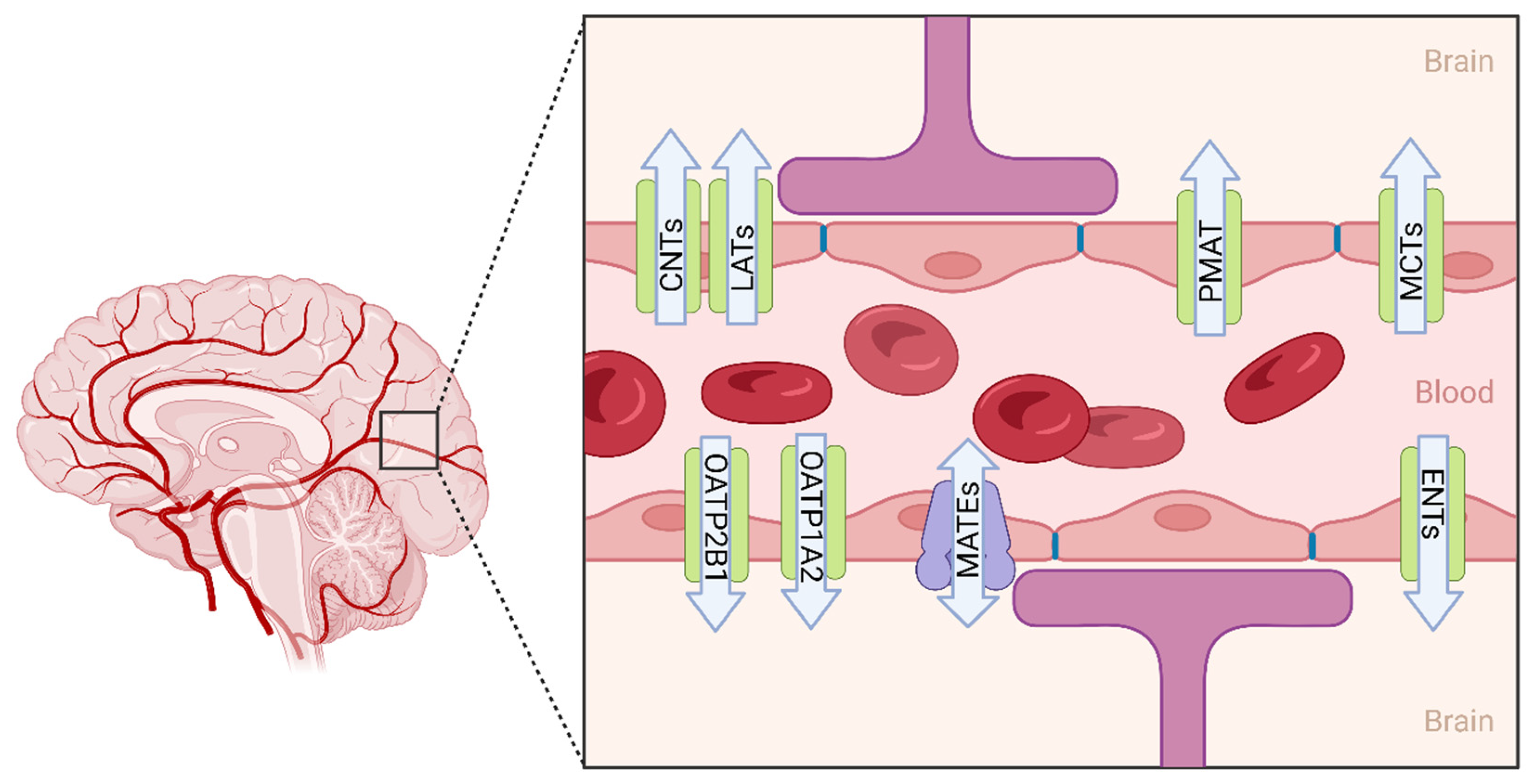 Uptake Transporters at the Blood–Brain Barrier and Their Role in Brain ...