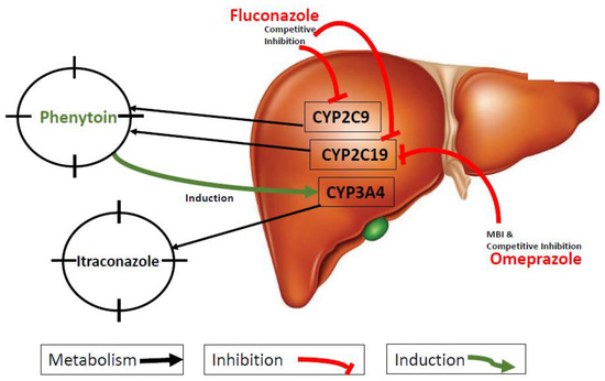 Comprehensive Physiologically Based Pharmacokinetic Model to Assess ...