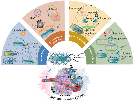Pharmaceutics | Free Full-Text | Bacteria and Bacterial Components as ...