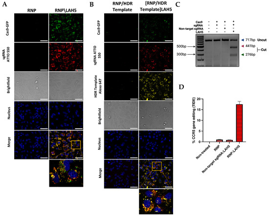 Amphipathic Cell-Penetrating Peptide-Aided Delivery of Cas9 RNP for In ...