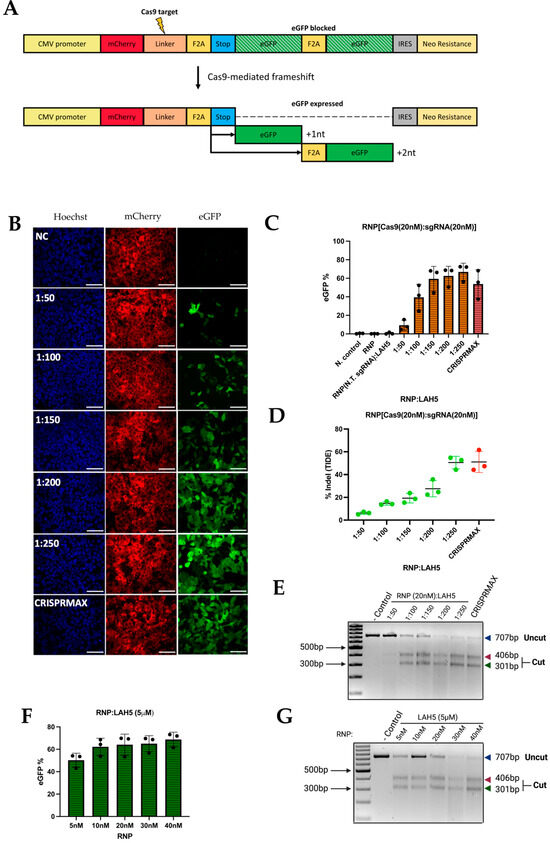 Amphipathic Cell-Penetrating Peptide-Aided Delivery of Cas9 RNP for In ...