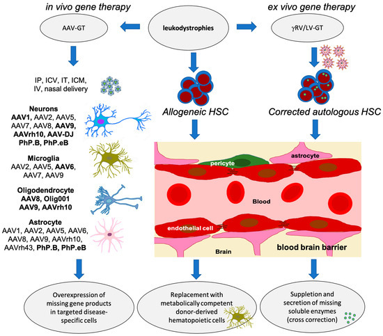 Pharmaceutics | Free Full-Text | Gene and Cellular Therapies for ...