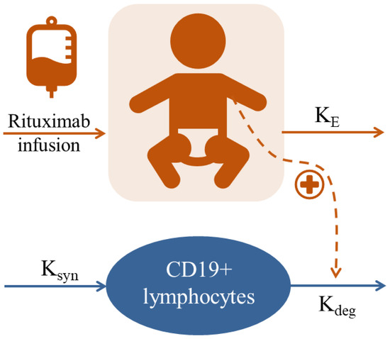 Population Pharmacodynamic Modelling of the CD19+ Suppression Effects ...
