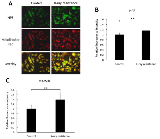 Photodynamic Therapy for X-ray-Induced Radiation-Resistant Cancer Cells