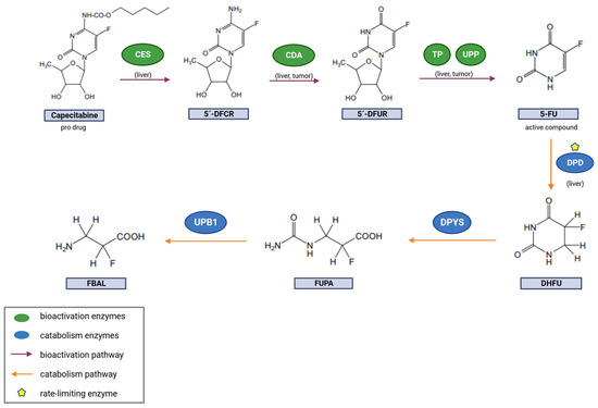 Pharmaceutics | Free Full-Text | Association of Single-Nucleotide Polymorphisms in Capecitabine ...