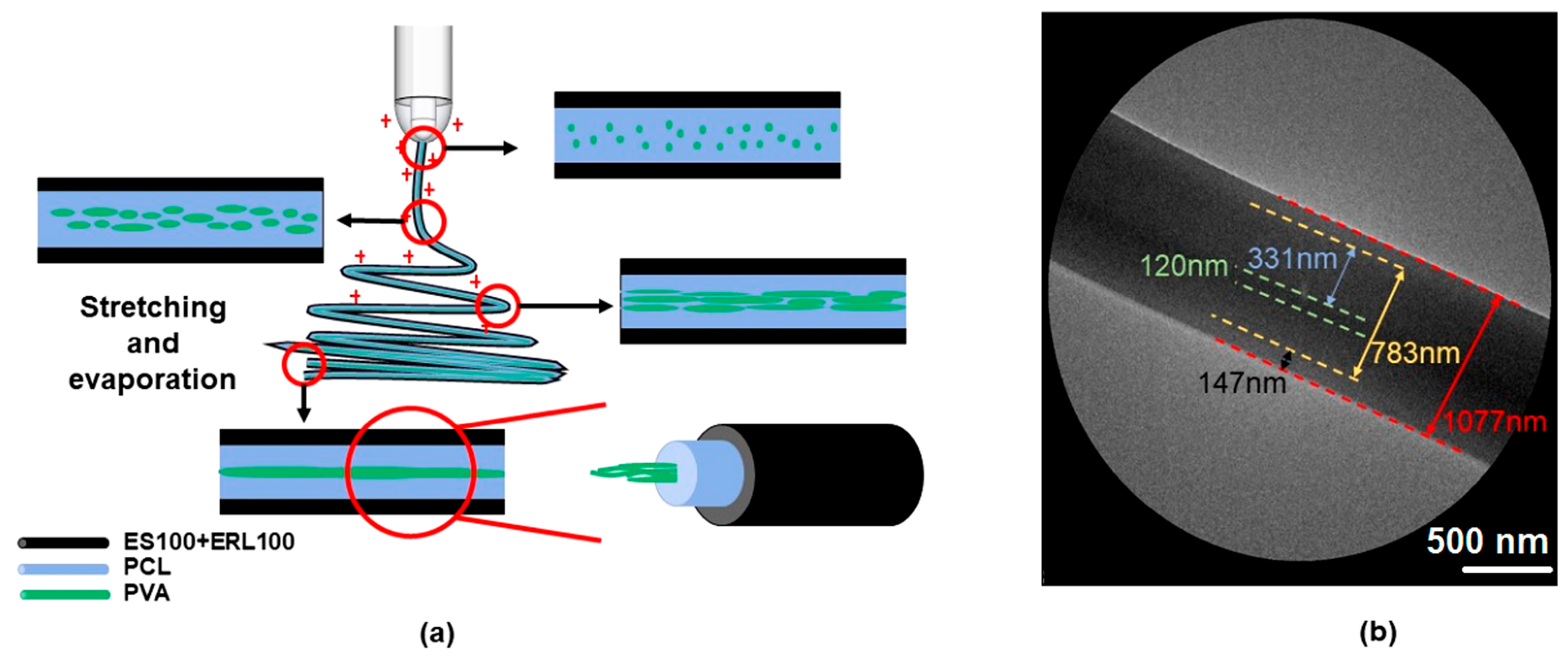 Tri-Layer Core–Shell Fibers from Coaxial Electrospinning for a Modified ...