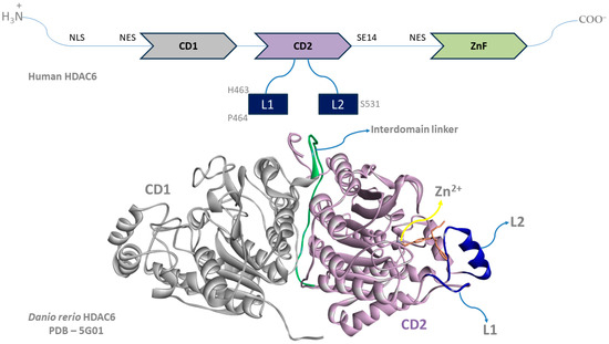 Targeting Histone Deacetylases 6 in Dual-Target Therapy of Cancer