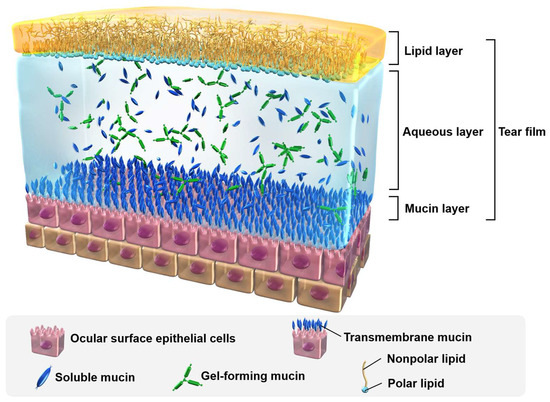 Treatment of Dry Eye Disease (DED) in Asia: Strategies for Short Tear ...