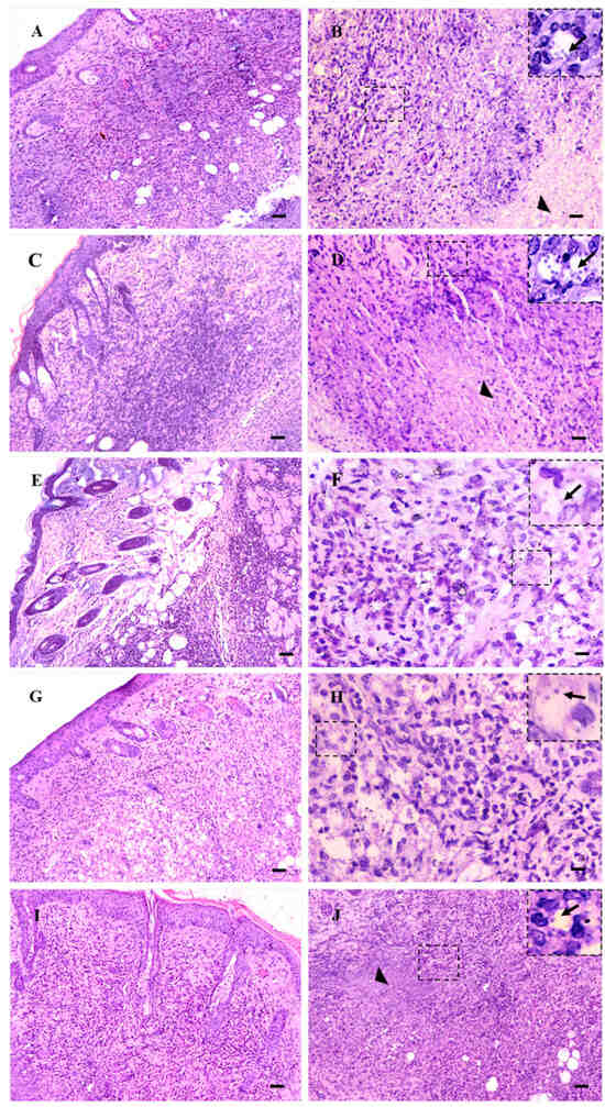 Therapeutic Activity of a Topical Formulation Containing 8 ...