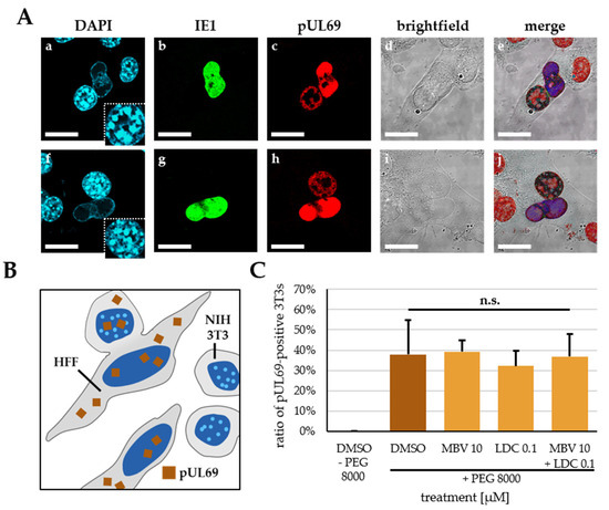 Pharmaceutics | Free Full-Text | Combined Treatment with Host-Directed ...