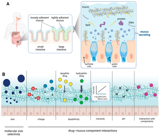 Advances in the Evaluation of Gastrointestinal Absorption Considering ...