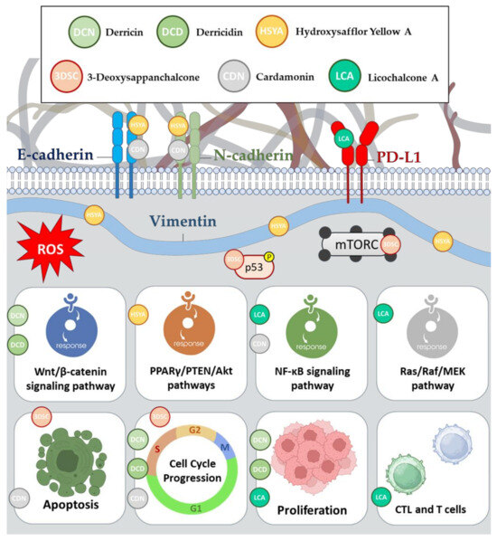 Natural Chalcones and Derivatives in Colon Cancer: Pre-Clinical ...