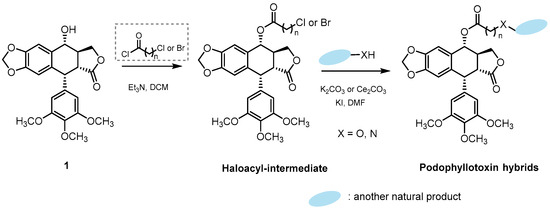 Podophyllotoxin: Recent Advances in the Development of Hybridization ...