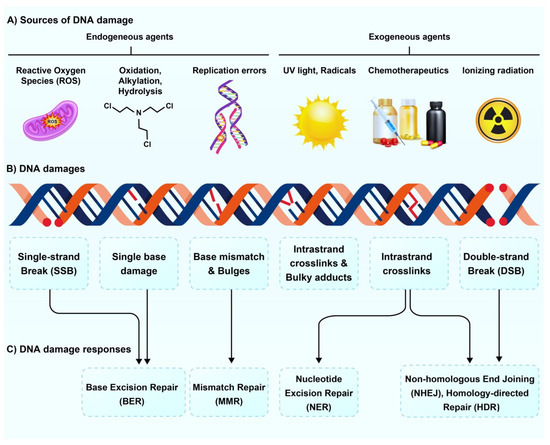 Pharmaceutics | Free Full-Text | DNA Damage by Radiopharmaceuticals and ...
