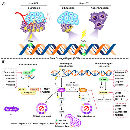 DNA Damage by Radiopharmaceuticals and Mechanisms of Cellular Repair