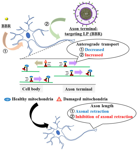 Development of Liposomes That Target Axon Terminals Encapsulating Berberine in Cultured Primary ...