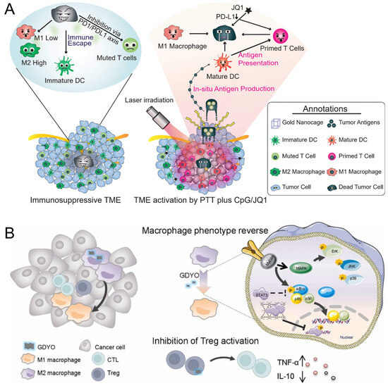 Tumor-Associated Macrophage Targeting of Nanomedicines in Cancer Therapy
