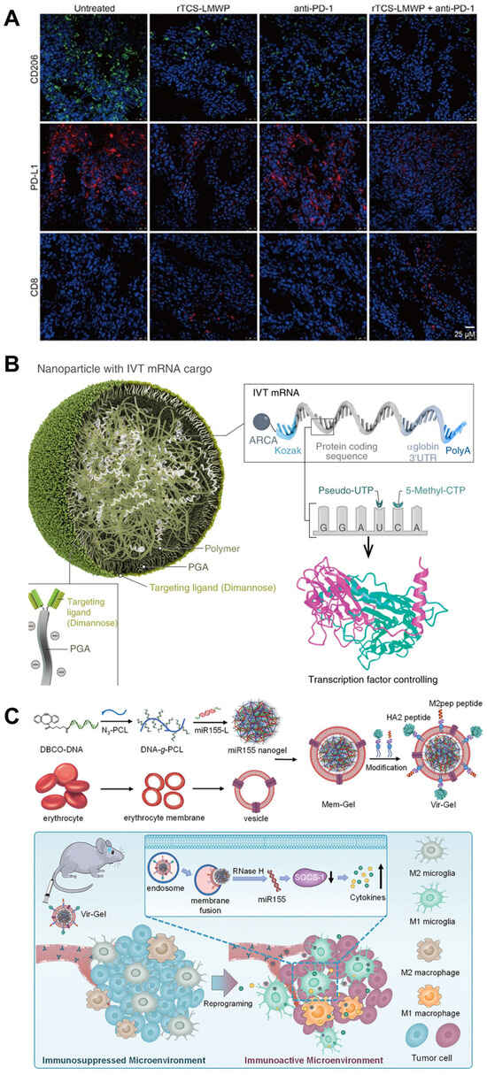 Tumor-Associated Macrophage Targeting of Nanomedicines in Cancer Therapy