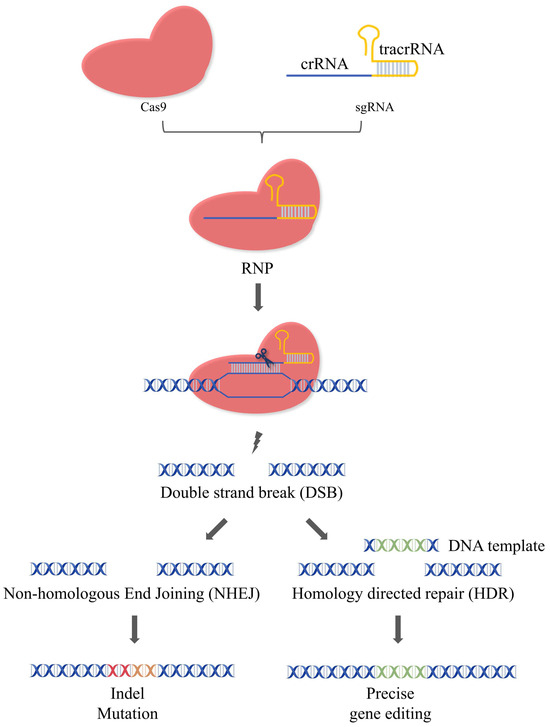 Pharmaceutics | Free Full-Text | Natural Biopolymer-Based Delivery of ...
