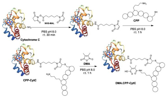 Chemical Modification of Cytochrome C for Acid-Responsive Intracellular ...