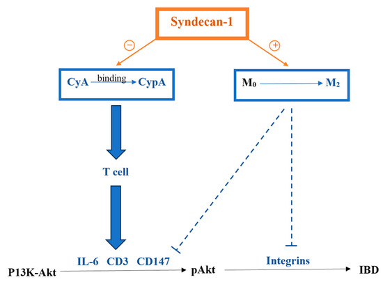 The Mechanism and Potential Therapeutic Effects of Cyclosporin ...