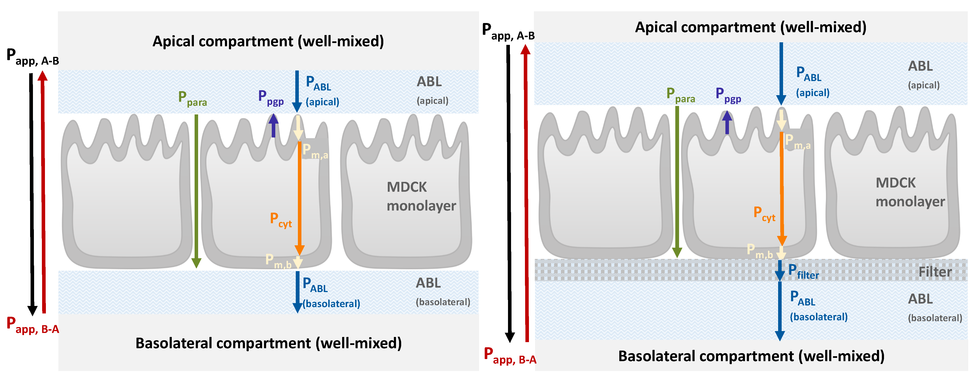 Effects of Aqueous Boundary Layers and Paracellular Transport on the Efflux Ratio as a Measure ...