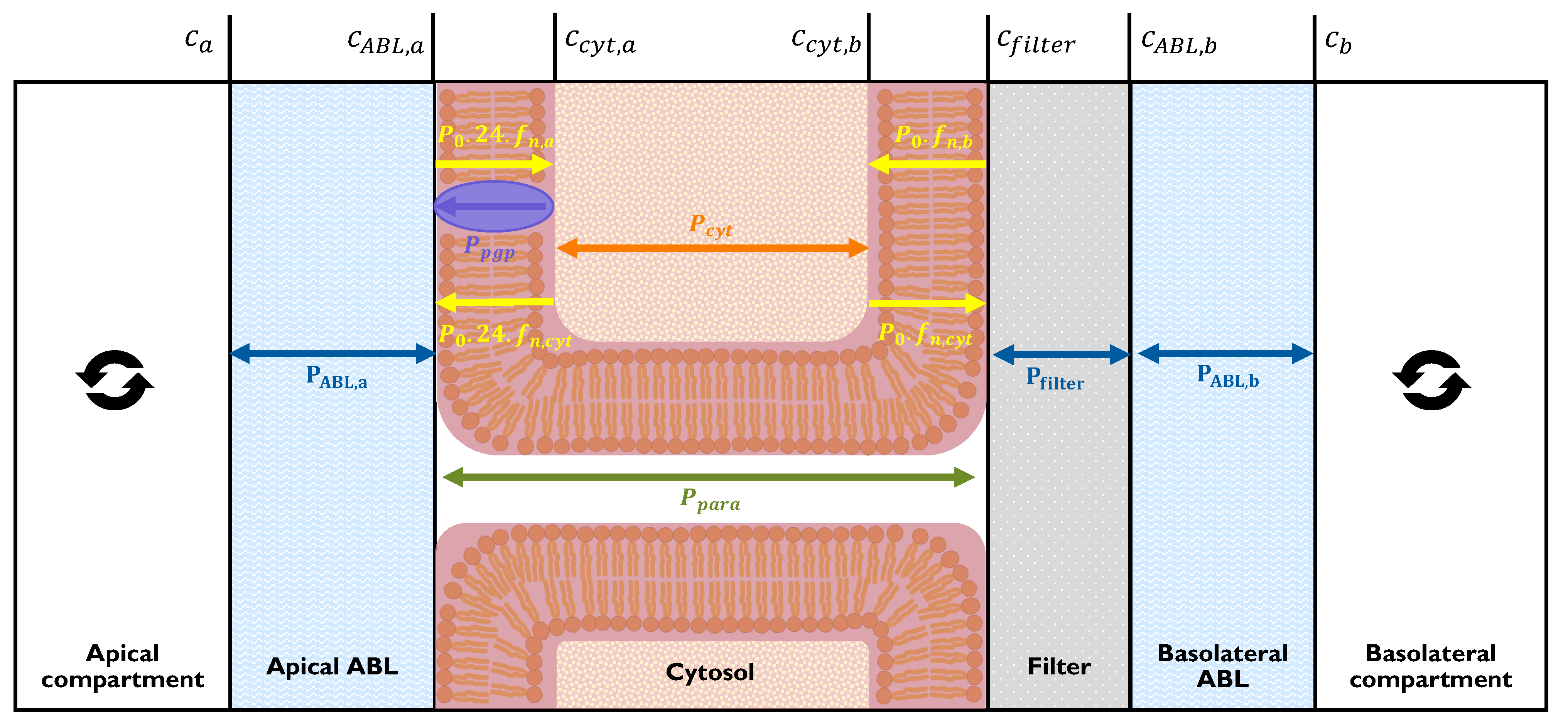 Effects of Aqueous Boundary Layers and Paracellular Transport on the Efflux Ratio as a Measure ...